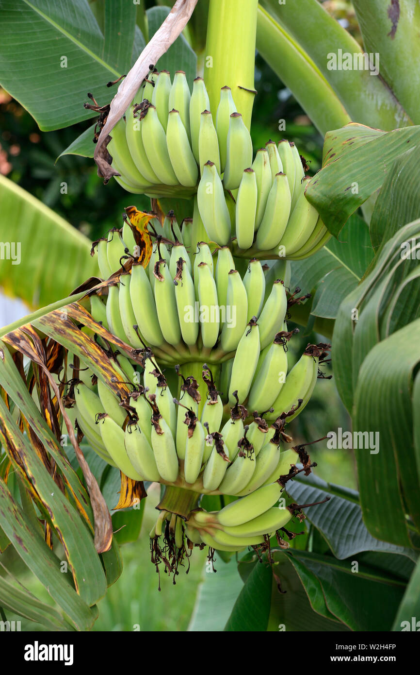 Bananas growing on tree. Plantation. Kep. Cambodia Stock Photo - Alamy