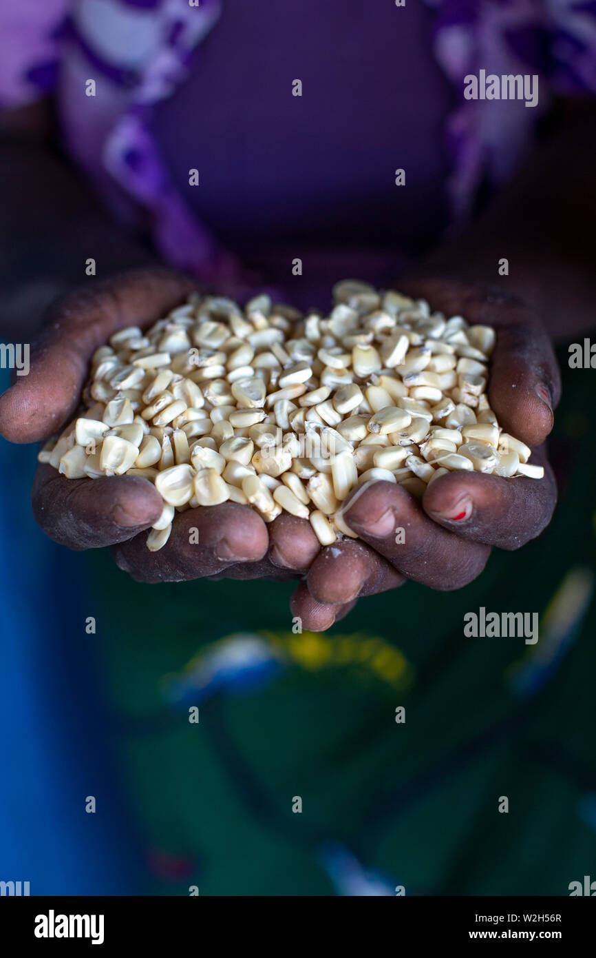 Microfinance client with cattle food in Kourientre, North Togo Stock ...