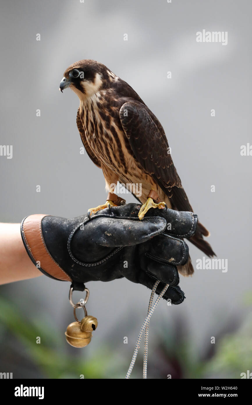 Hand ho hi-res stock photography and images - Alamy