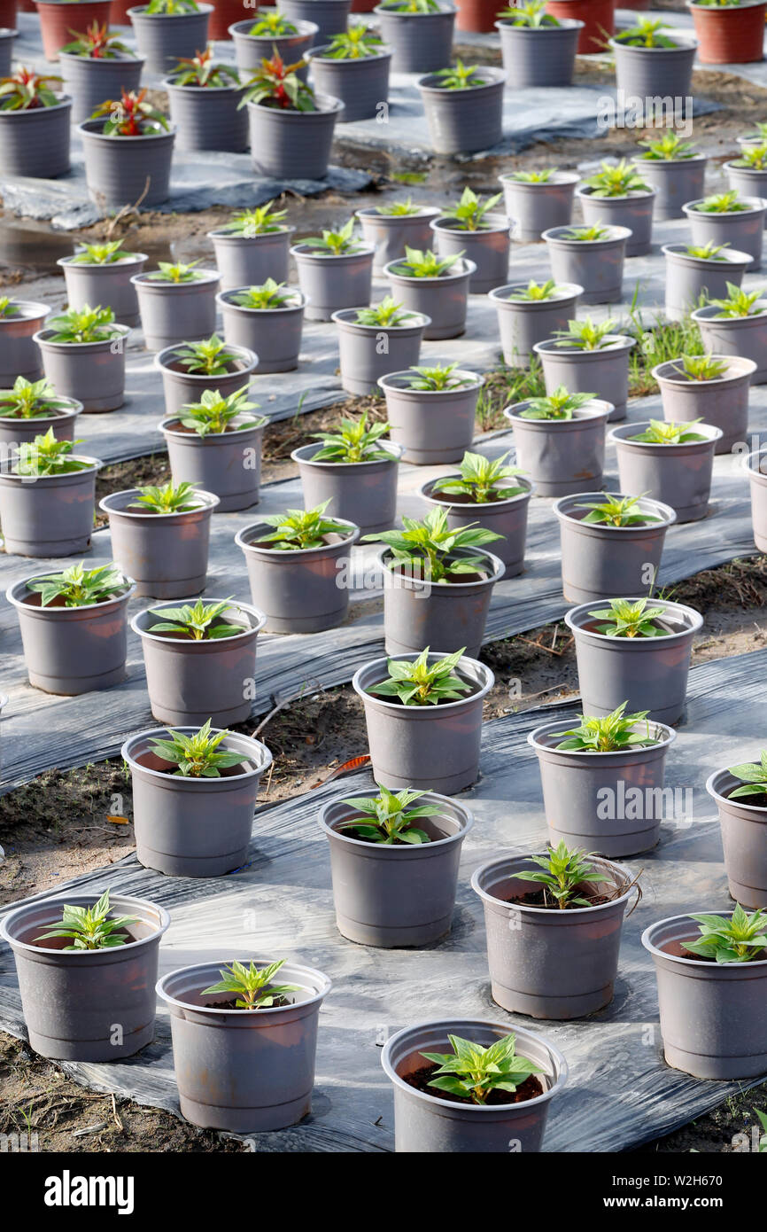 Rows of seedlings hi-res stock photography and images - Alamy