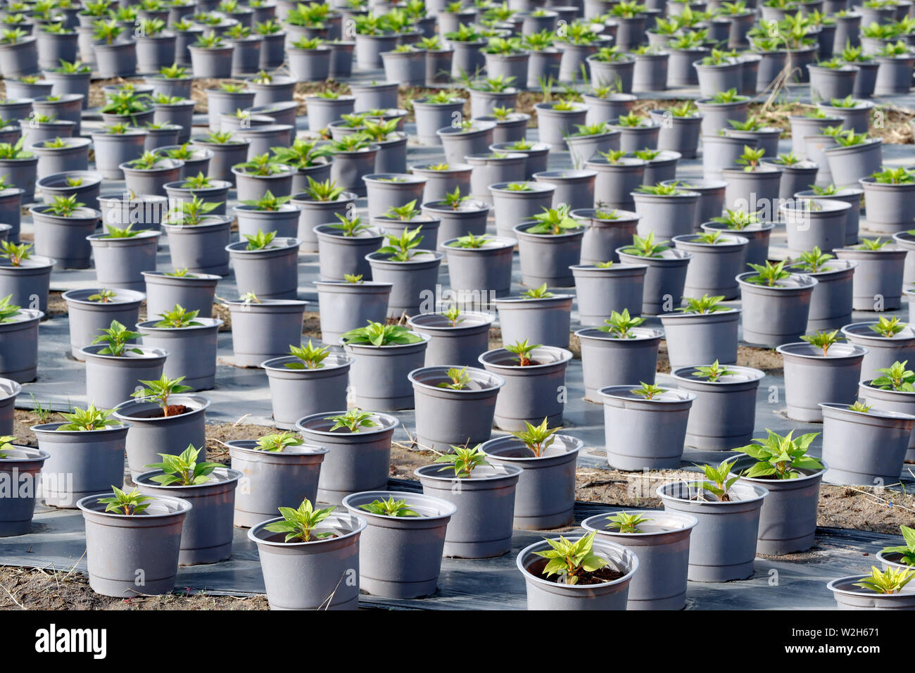 Rows of seedlings hi-res stock photography and images - Alamy