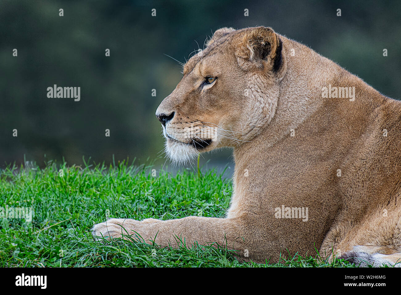 Lioness Head Profile