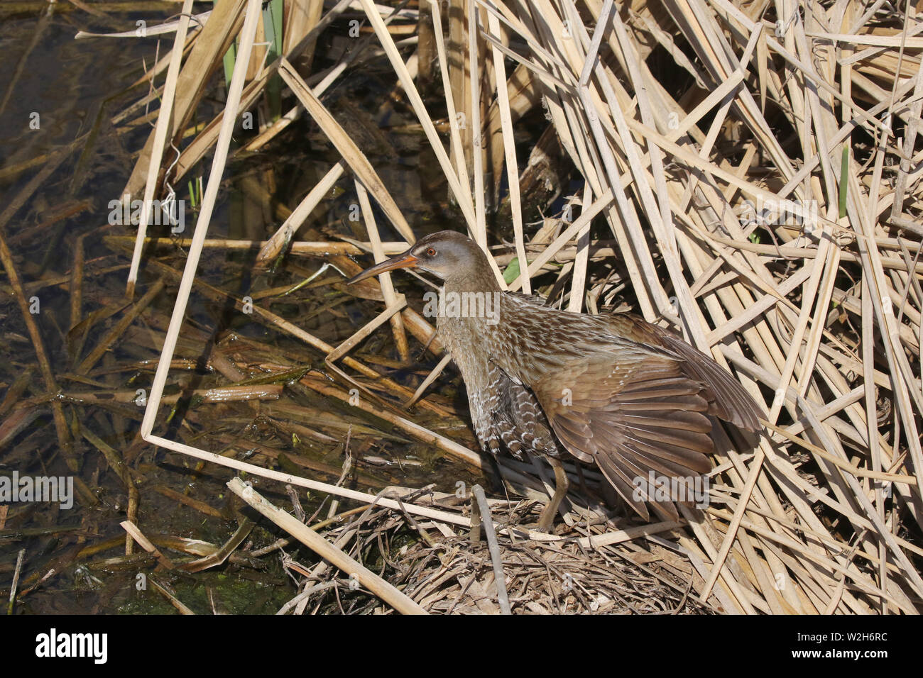 Clapper rail hi-res stock photography and images - Alamy