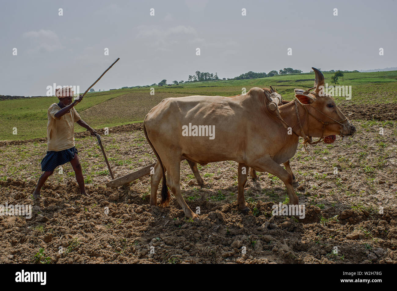 23 Aug 2008-Farmer ploughing with traditional way in rural village ...