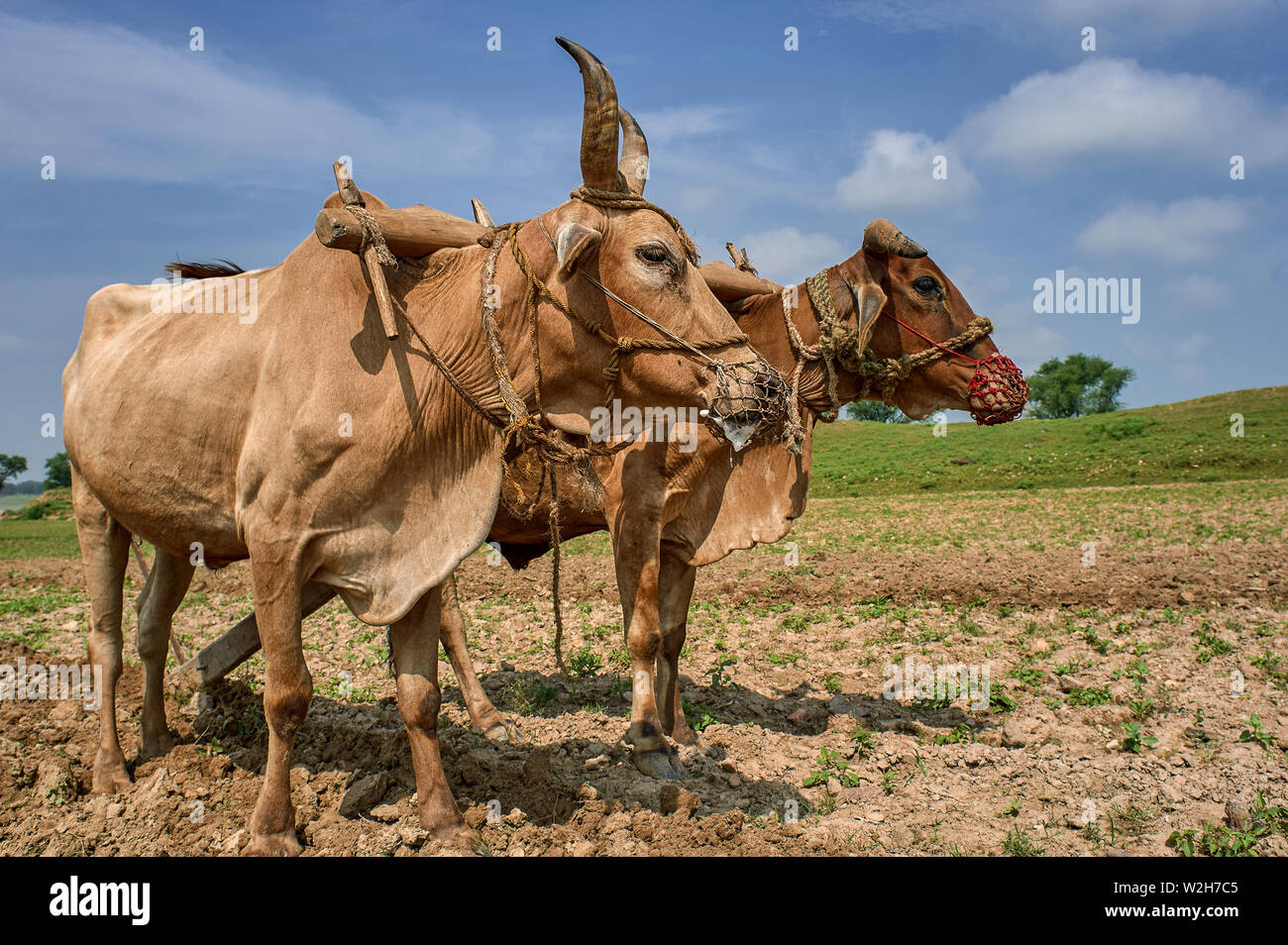 Farmers taking bulls hi-res stock photography and images - Alamy