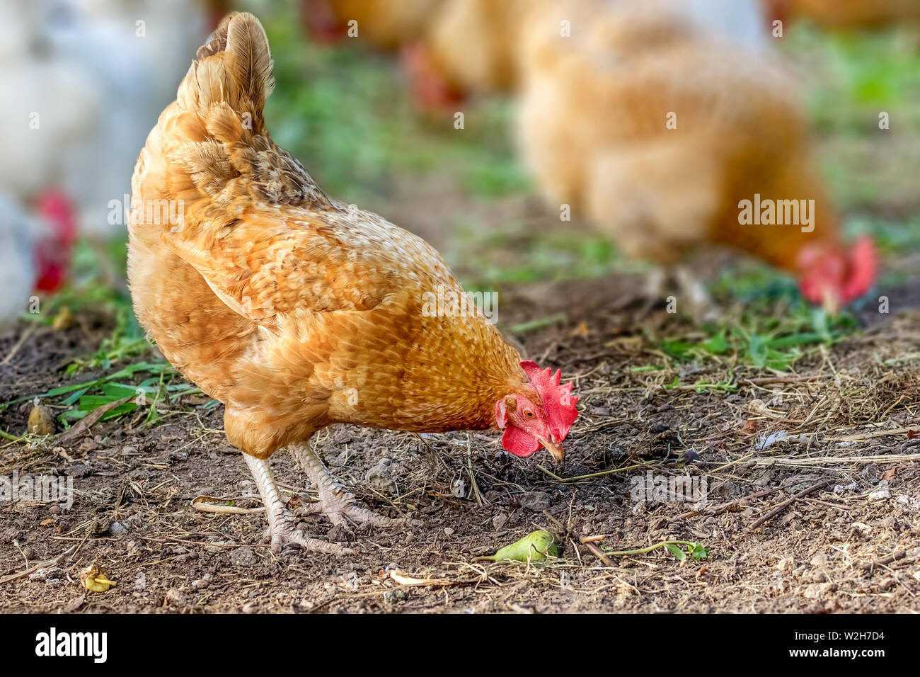image chicken grazes in the farmyard yard Stock Photo - Alamy