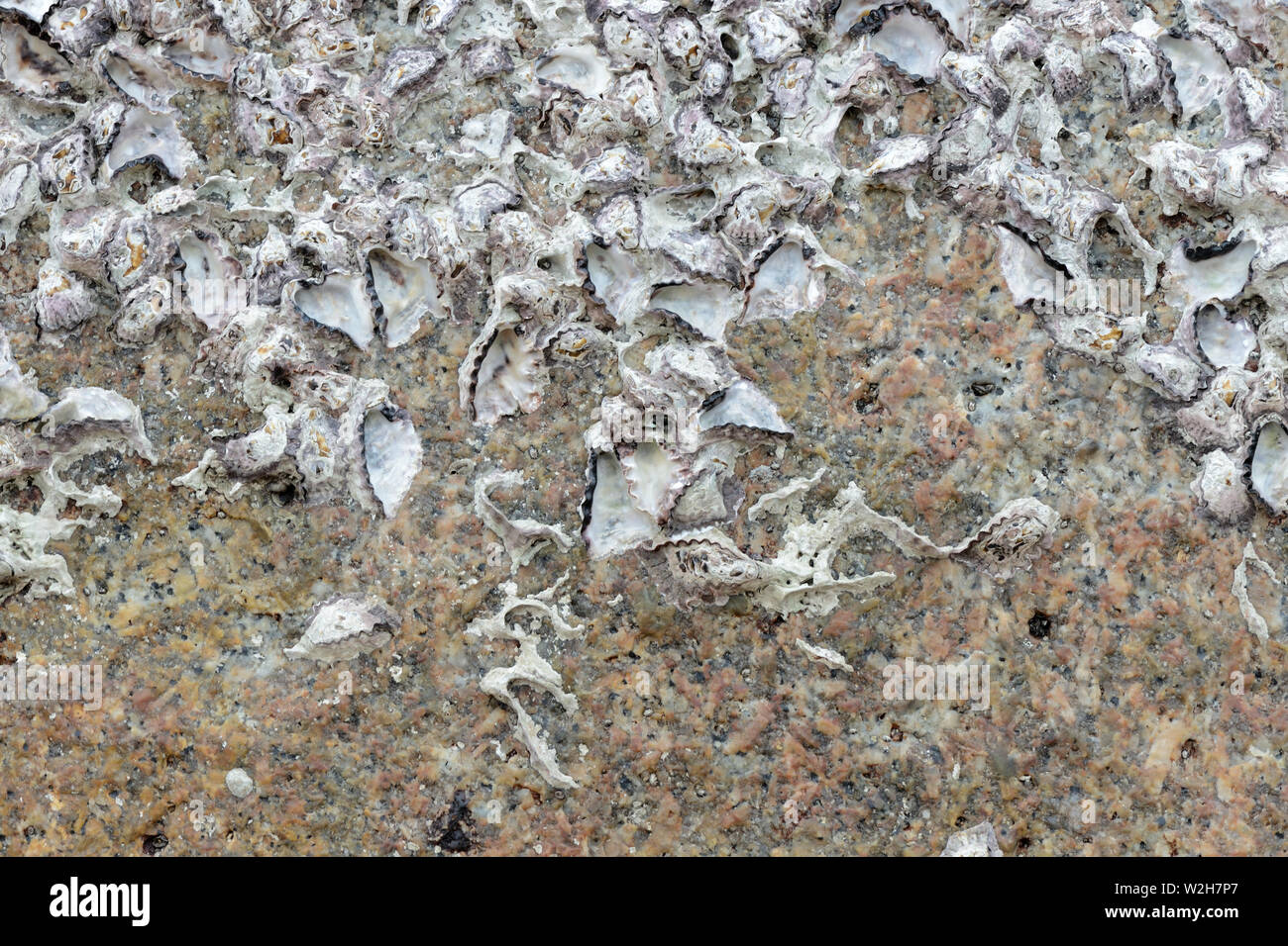 Perfect seashell hi-res stock photography and images - Alamy