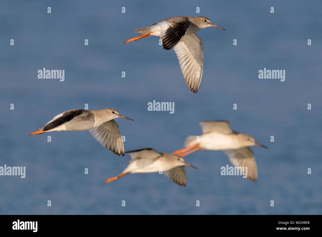 Redshank (Tringa totanus), small flock in flight Stock Photo - Alamy