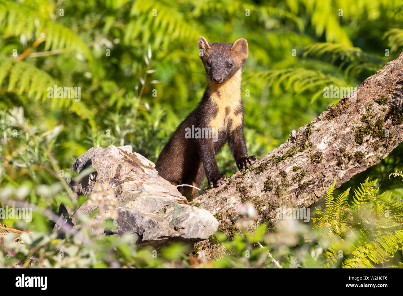 Standing pine marten hi-res stock photography and images - Alamy