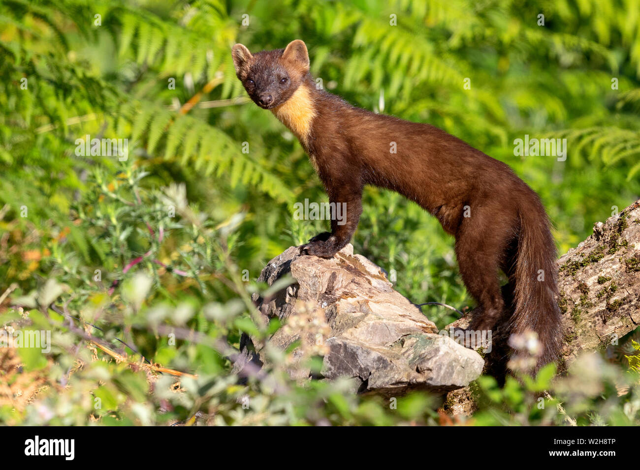 Standing pine marten hi-res stock photography and images - Alamy