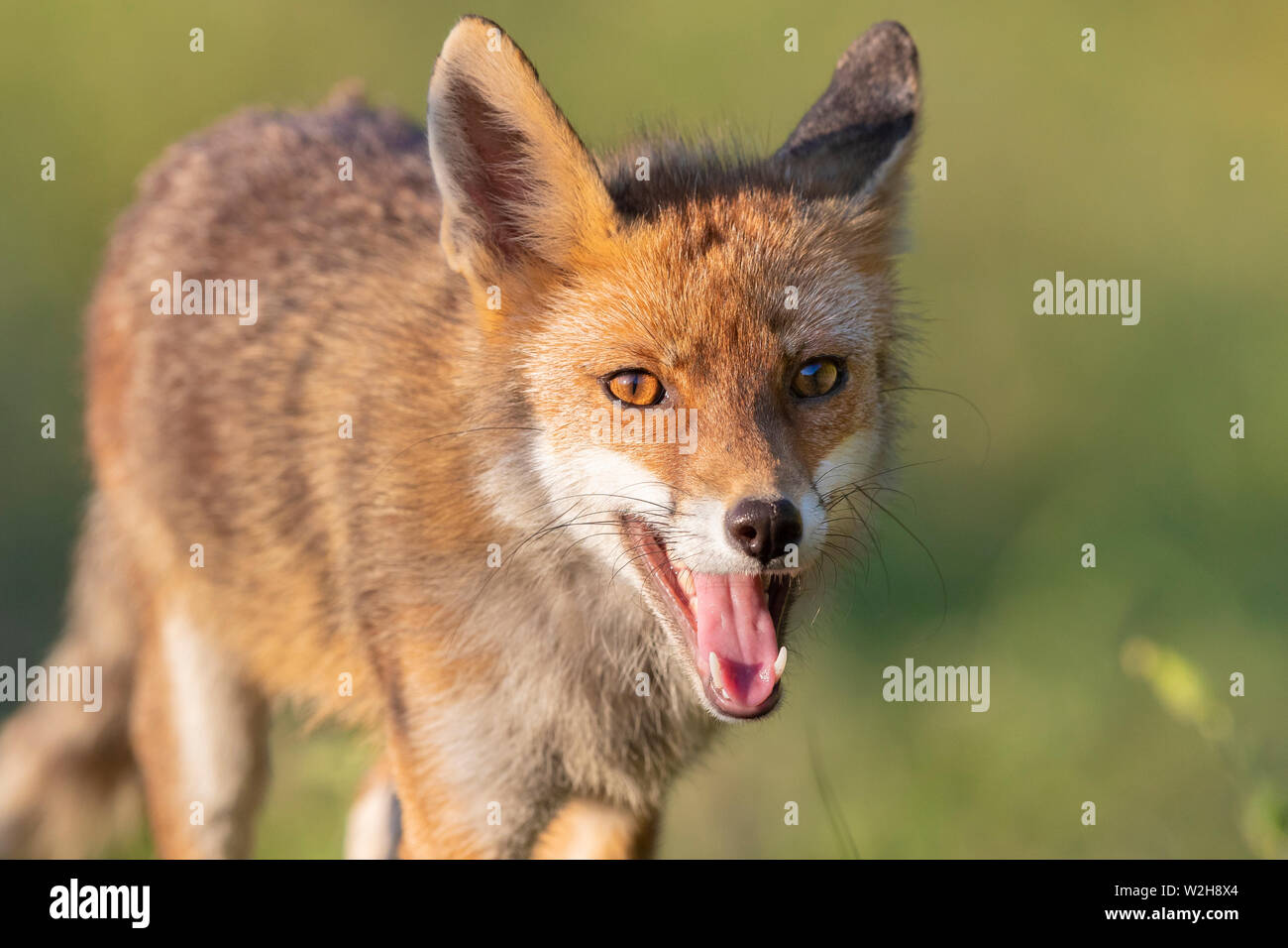 Red fox male hi-res stock photography and images - Alamy