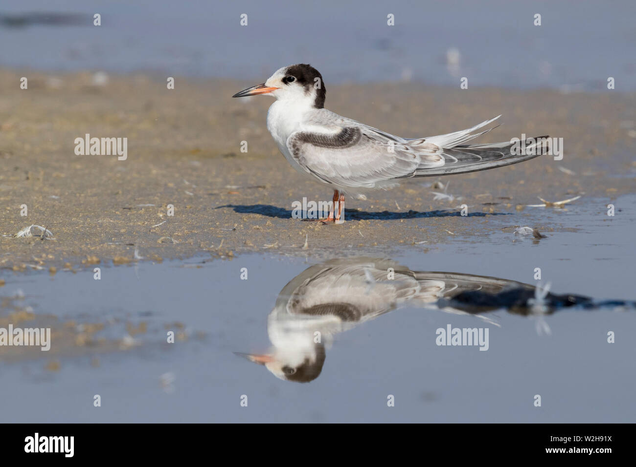 Juvenile common tern hi-res stock photography and images - Alamy