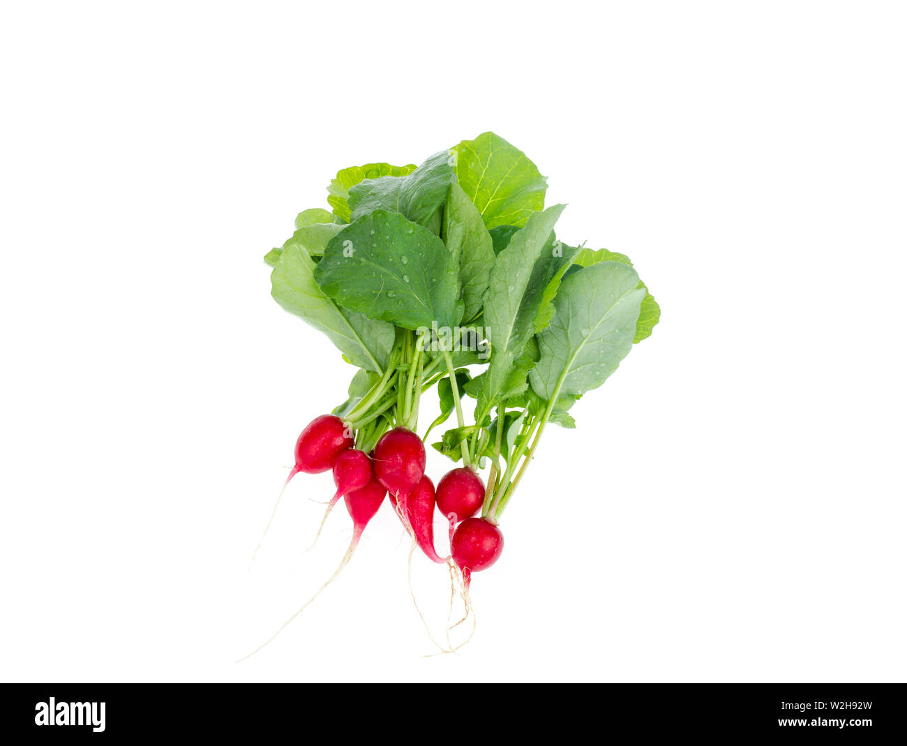 Fresh red radish with green leaves isolated on white background Stock ...