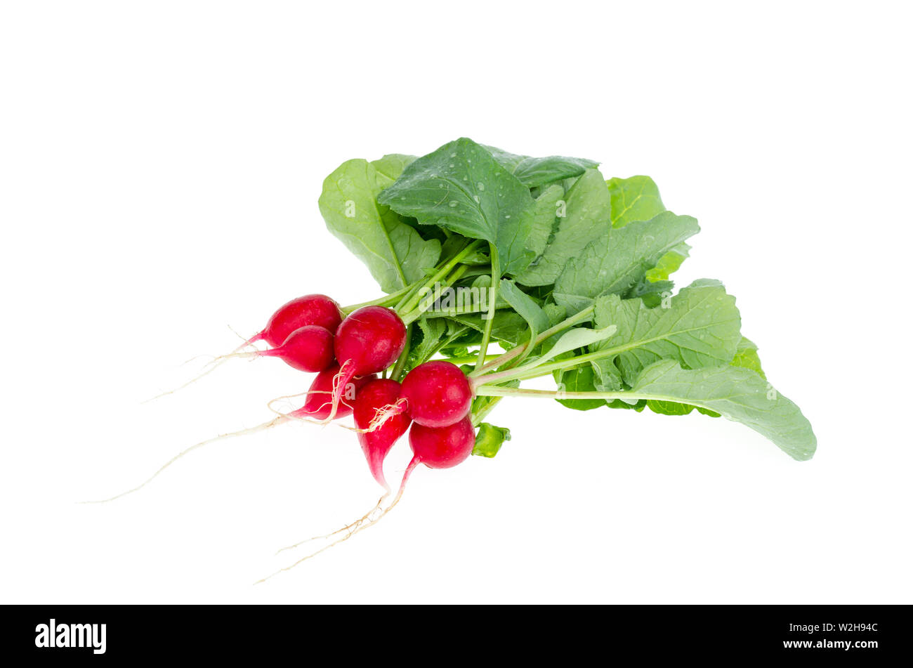 Fresh red radish with green leaves isolated on white background Stock ...