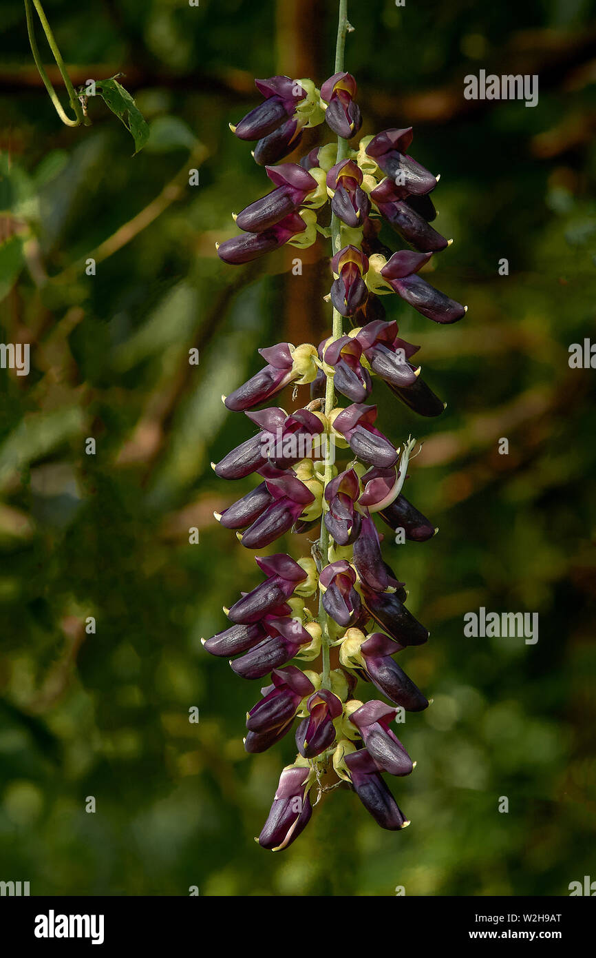 Cowhage hi-res stock photography and images - Alamy