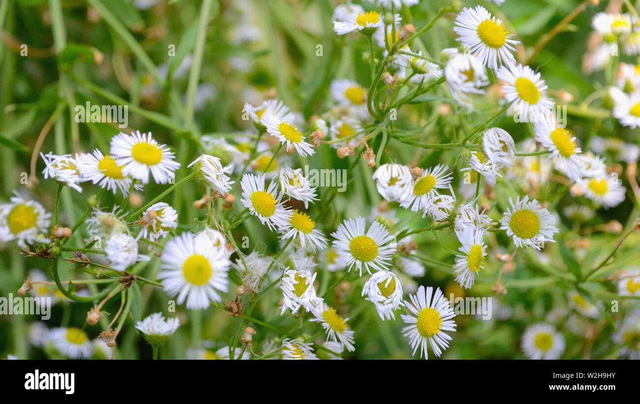Daisy fleabane hi-res stock photography and images - Alamy