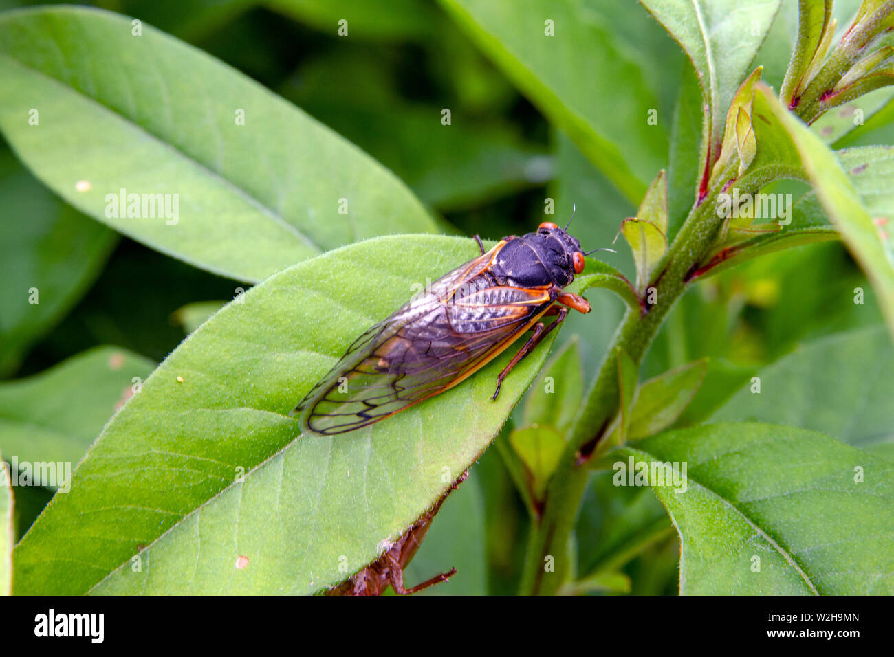 Cicadas Stock Photo: 259765653 - Alamy