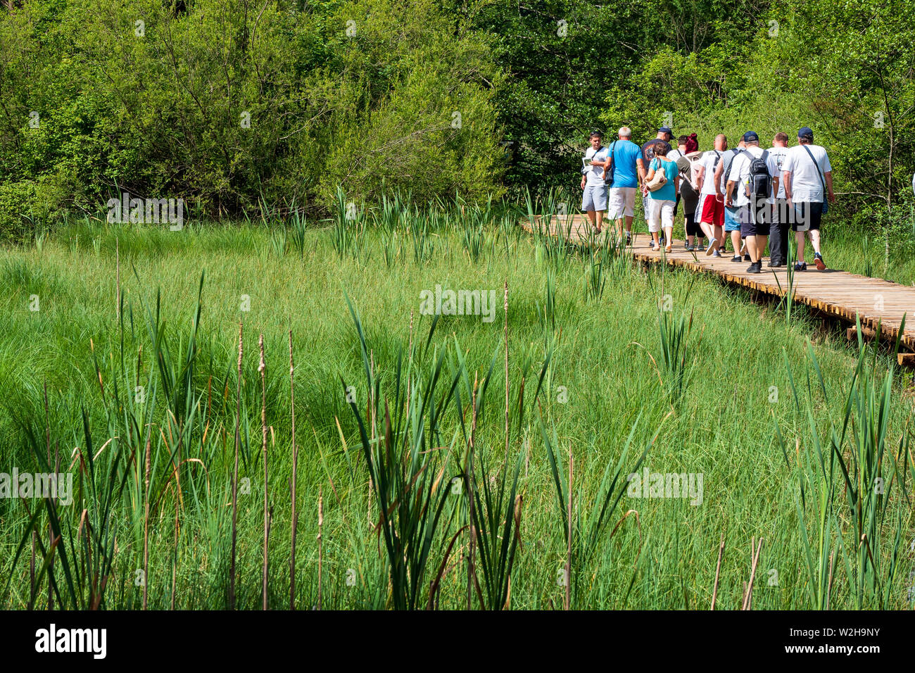 Wooden walkway reed hi-res stock photography and images - Alamy