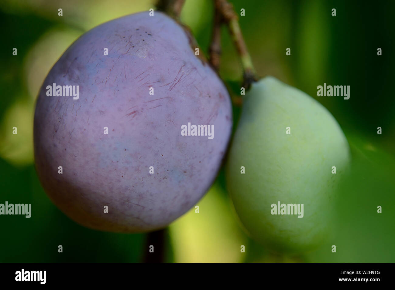 On a plum tree hi-res stock photography and images - Alamy