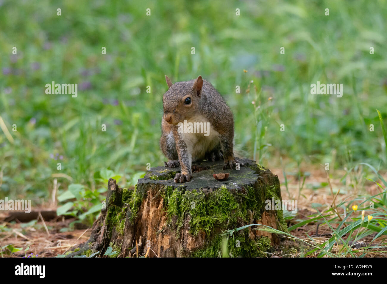 Gray squirrel posing over a trunk in the woods, image of an animal in ...