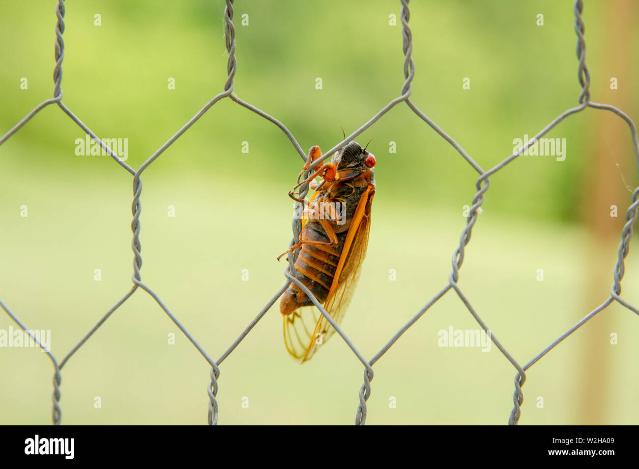 Cicadas 17 years hi-res stock photography and images - Alamy