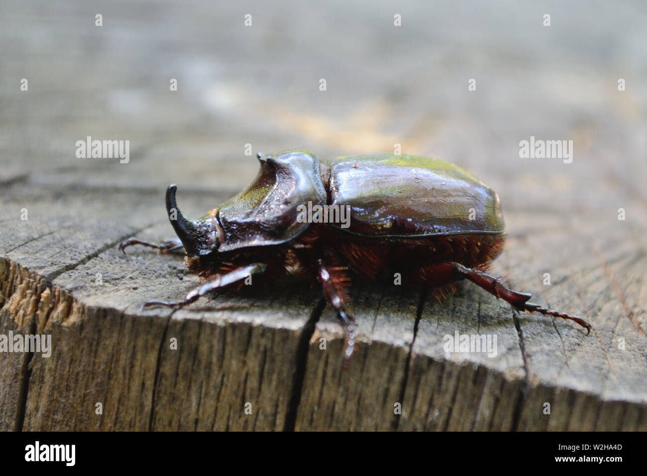 Stump horn hi-res stock photography and images - Alamy