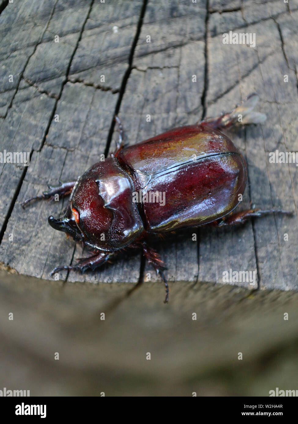 European rhinoceros beetle on a tree stump Stock Photo - Alamy