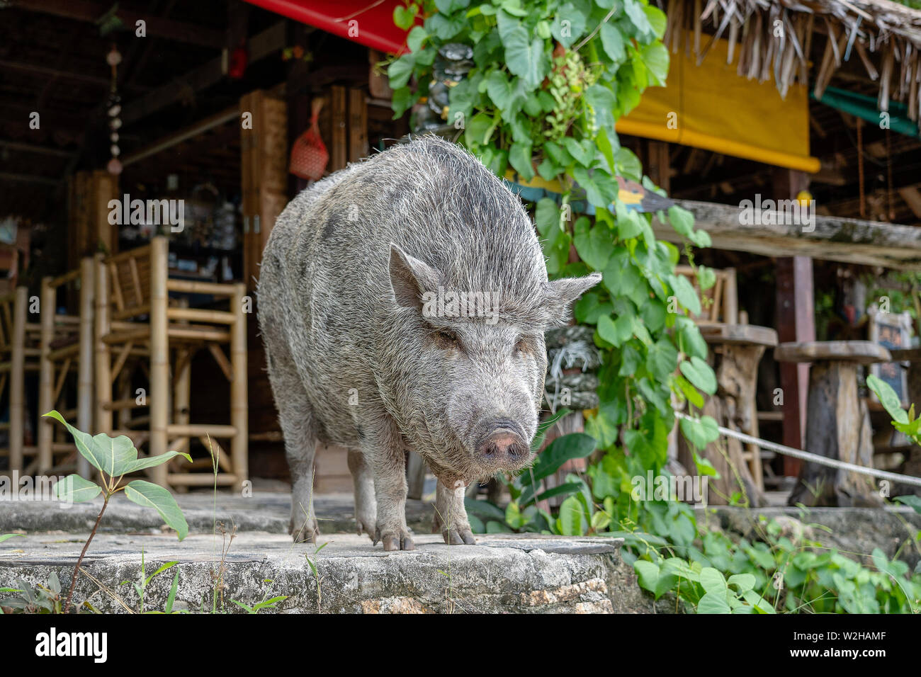 Big pig hi-res stock photography and images - Alamy