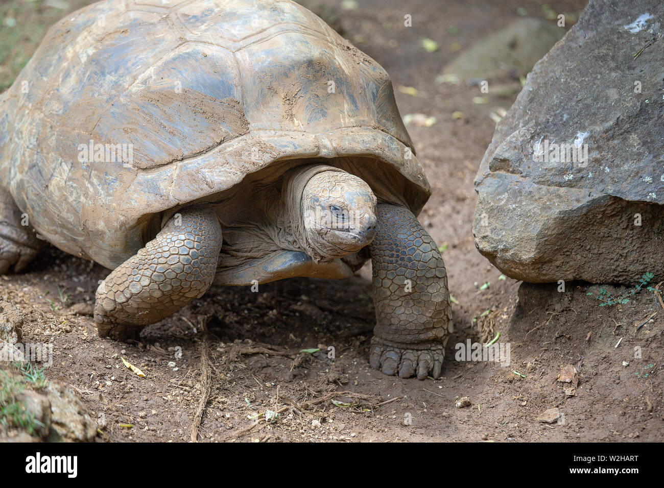 Mauritius turtles hi-res stock photography and images - Alamy