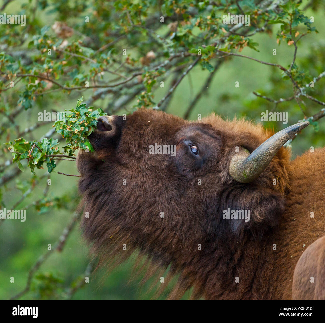 WISENT or EUROPEAN BISON - BISONTE EUROPEO (Bison bonasus Stock Photo ...