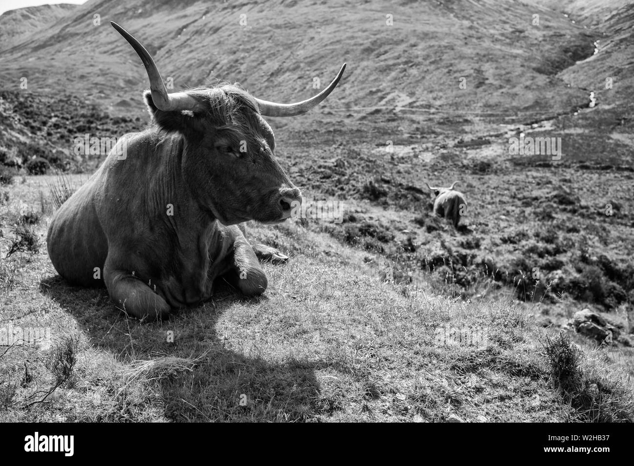 The Highland cow, a Scottish cattle breed that is local known as "coo ...