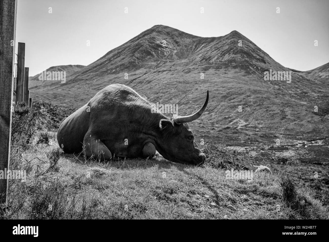 Woolly cattle Black and White Stock Photos & Images - Alamy