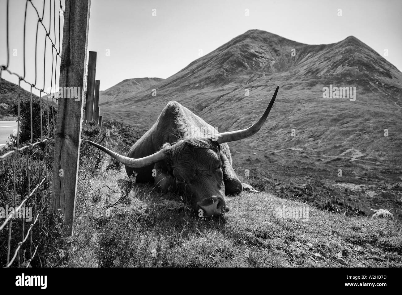 Scotland black and white coo cow scottish highlands hi-res stock ...