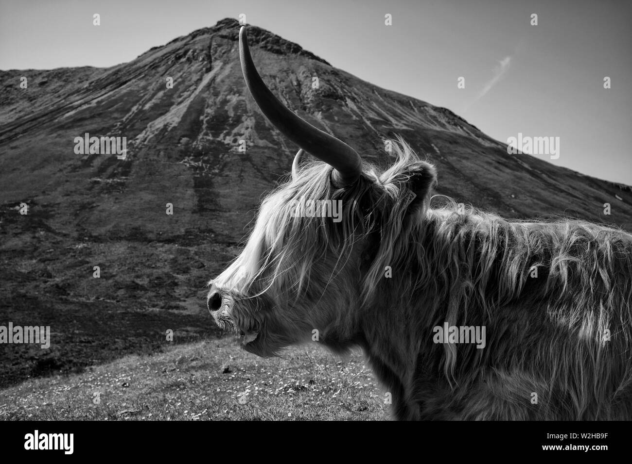 Scotland black and white coo cow scottish highlands hi-res stock ...