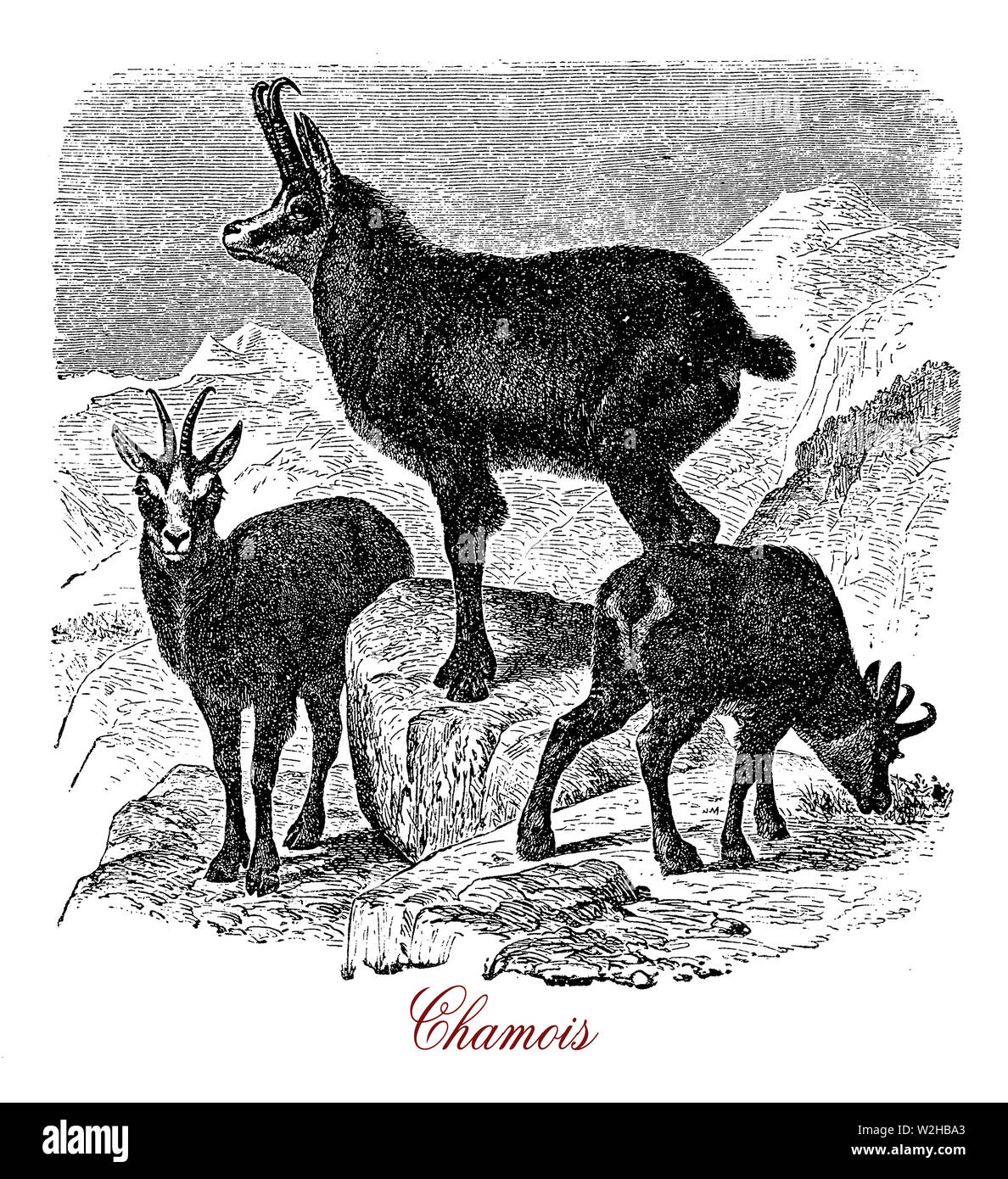 Chamois is a protected species of small goat antelope native to ...