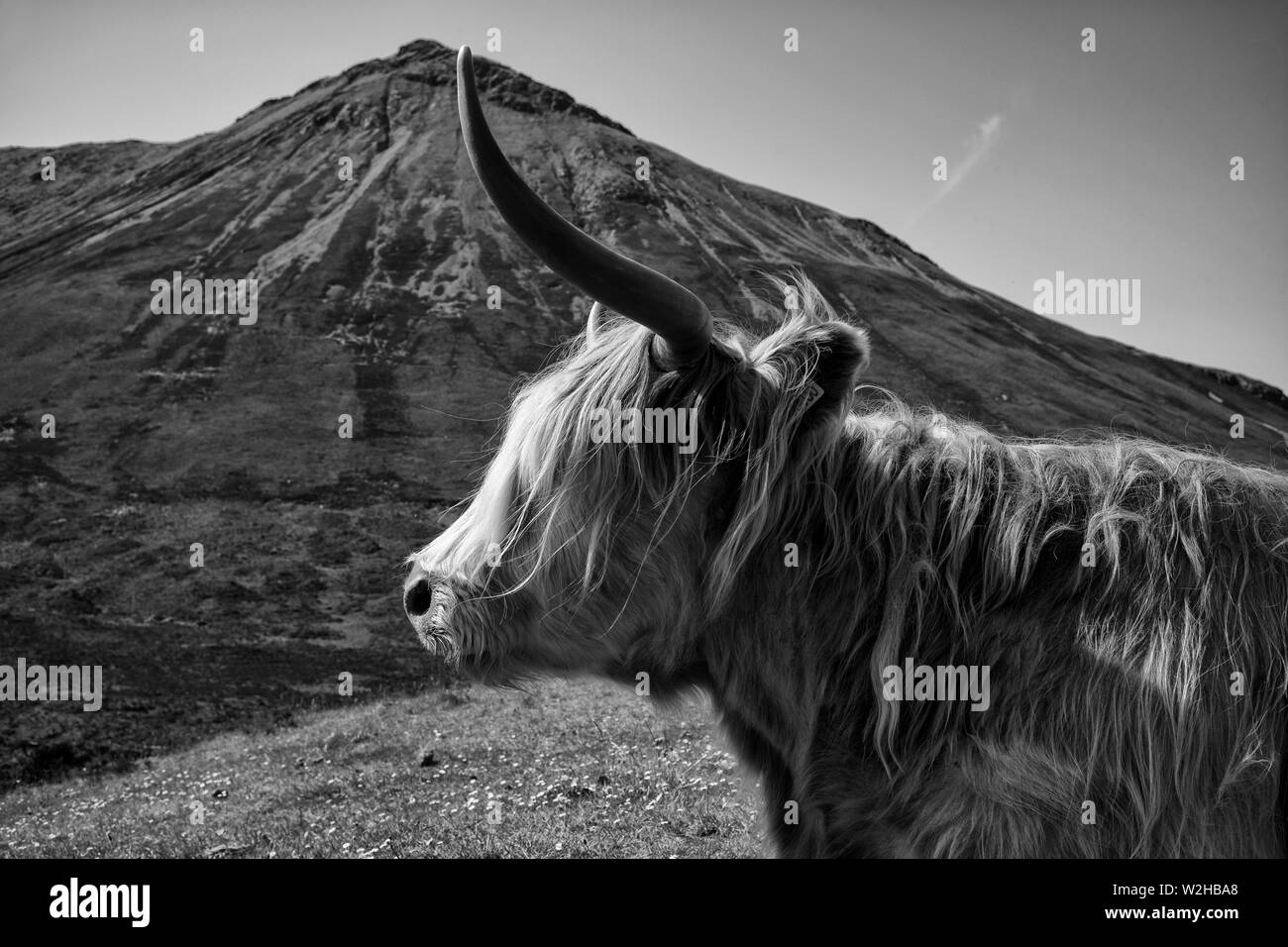 Woolly cattle Black and White Stock Photos & Images - Alamy
