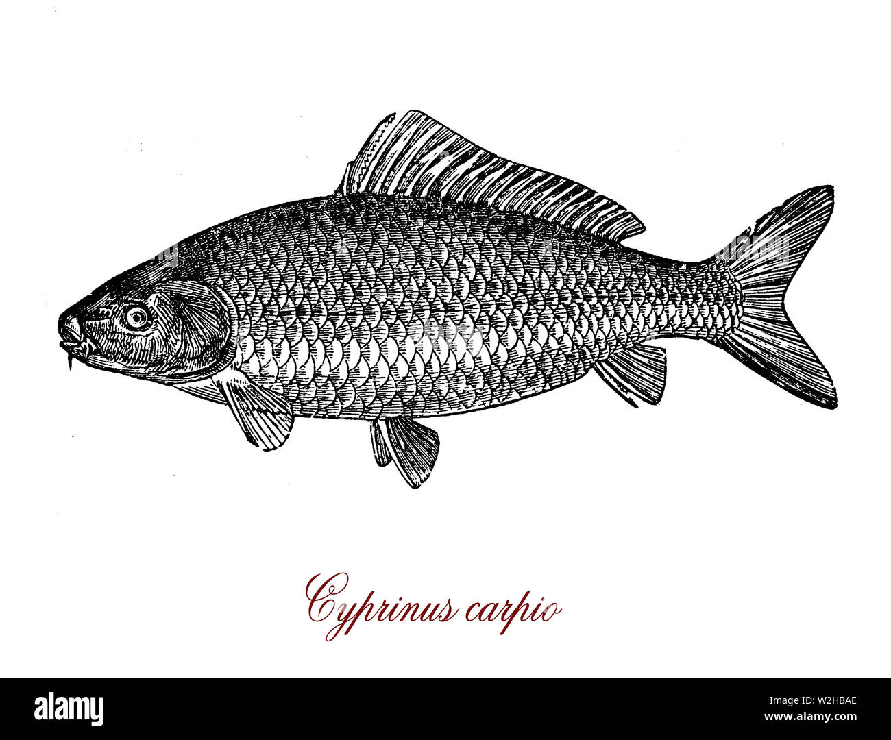 Vintage engraving of European carp, freshwater fish since the antiquity ...