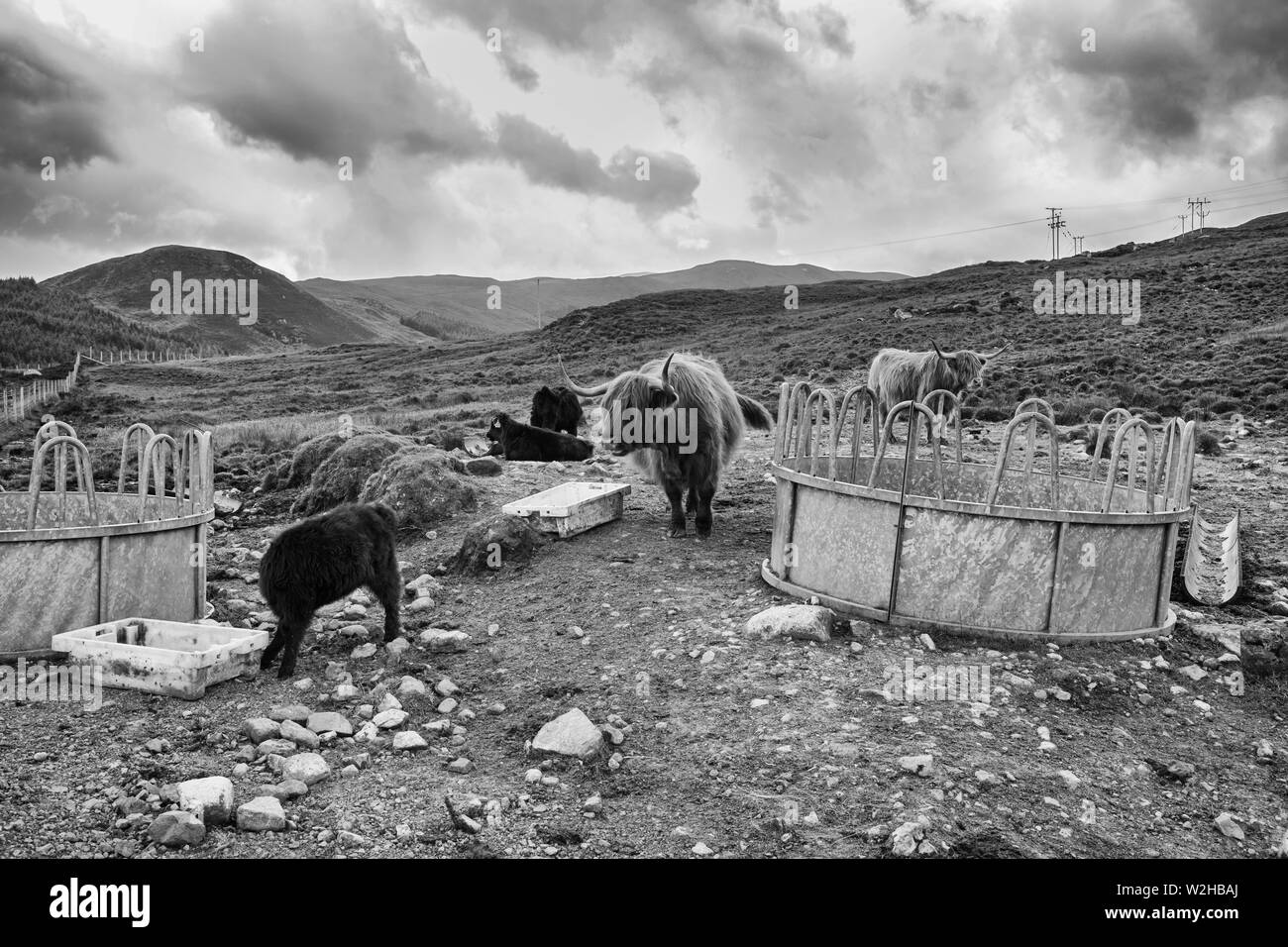 Woolly cattle Black and White Stock Photos & Images - Alamy