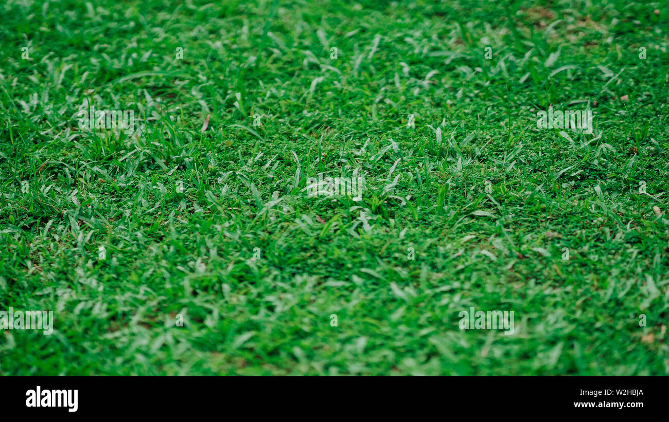 Green grass background texture. Element of design Stock Photo - Alamy