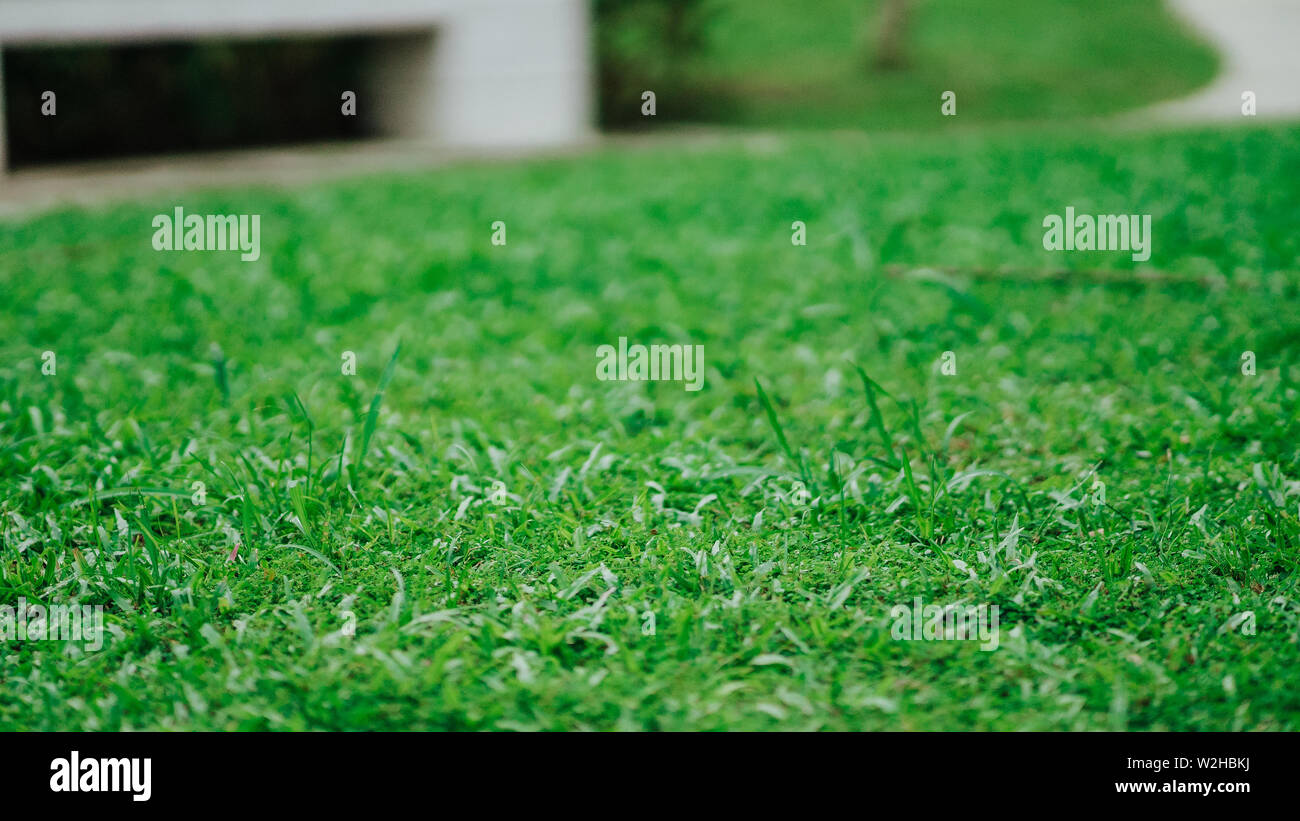 Green grass background texture. Element of design Stock Photo - Alamy