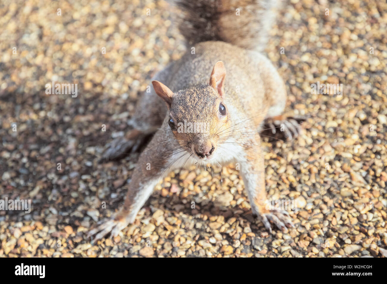 Squirrel looking at camera hi-res stock photography and images - Alamy
