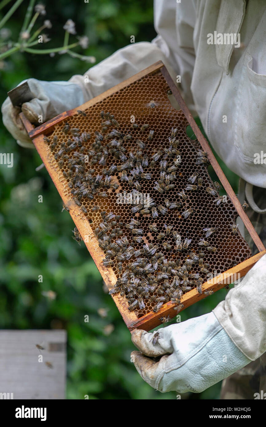 Love honeybees hi-res stock photography and images - Alamy