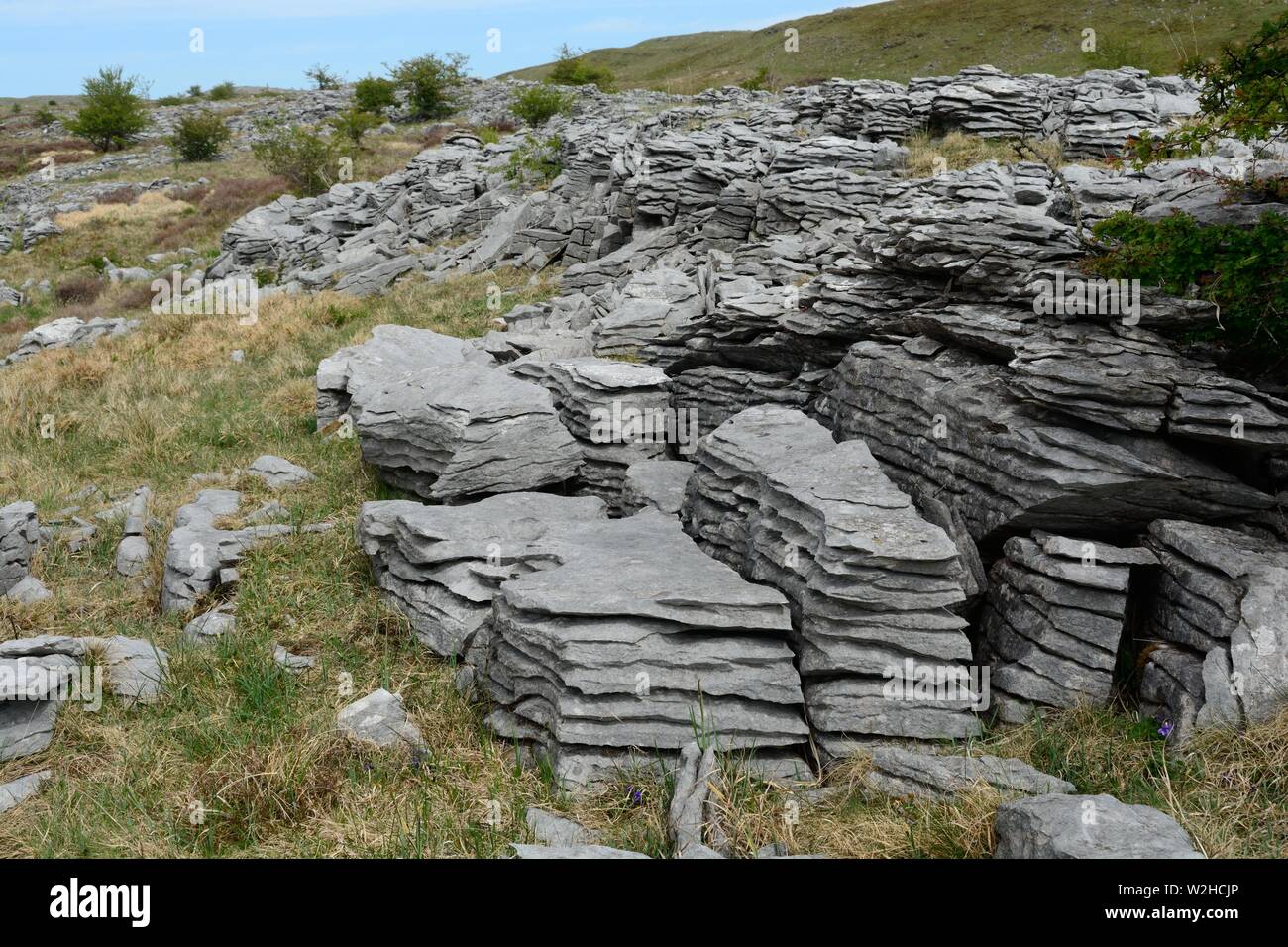Limestone pavement grikes Ogof Ffynnon Ddu National Nature Reserve ...