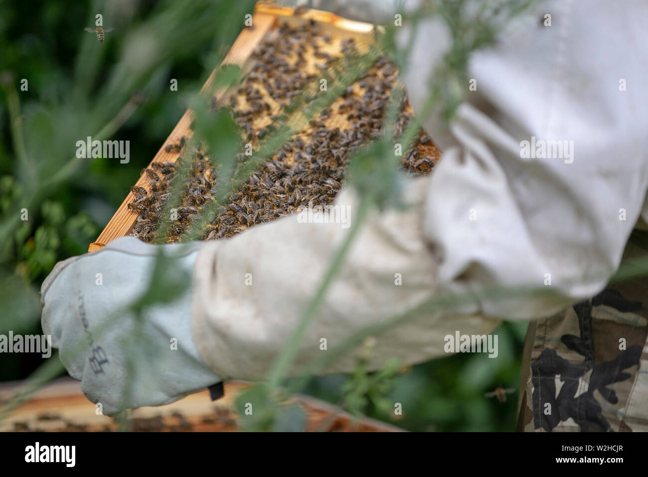 Image of bee farmer hi-res stock photography and images - Alamy