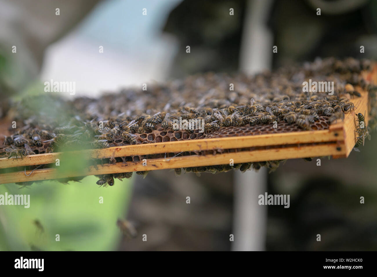 Image of bee farmer hi-res stock photography and images - Alamy
