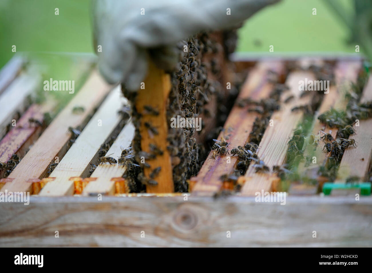 Bee keepers looking honey comb hi-res stock photography and images - Alamy