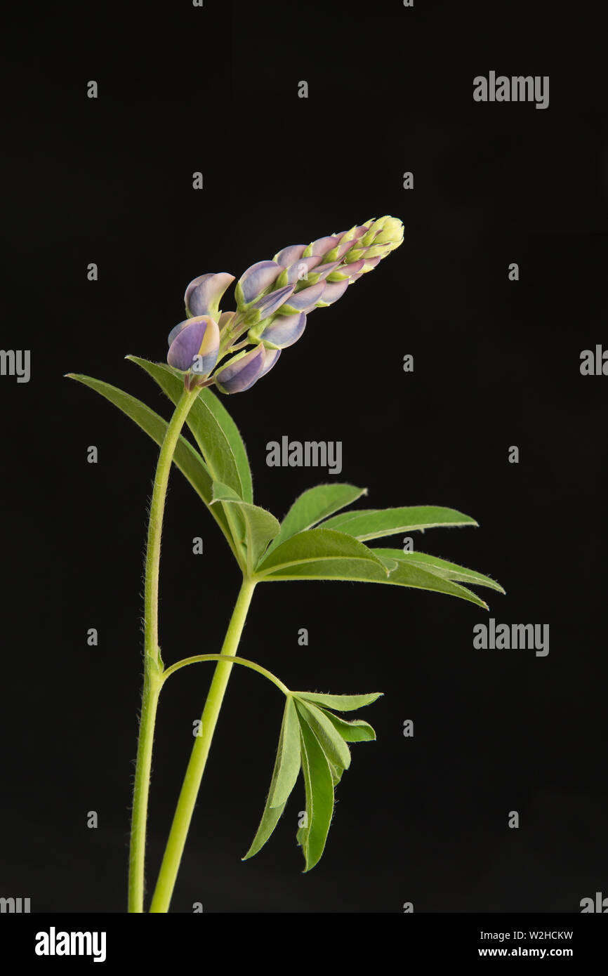 Lupin flower spike hi-res stock photography and images - Alamy