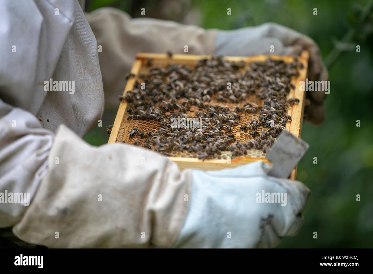 Image of bee farmer hi-res stock photography and images - Alamy
