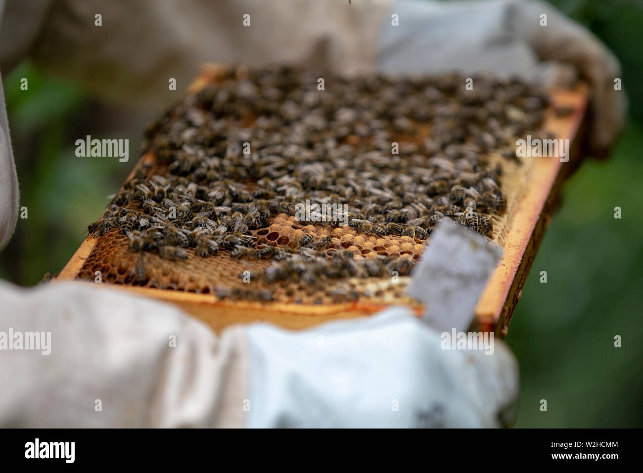 Local bee hives hi-res stock photography and images - Alamy