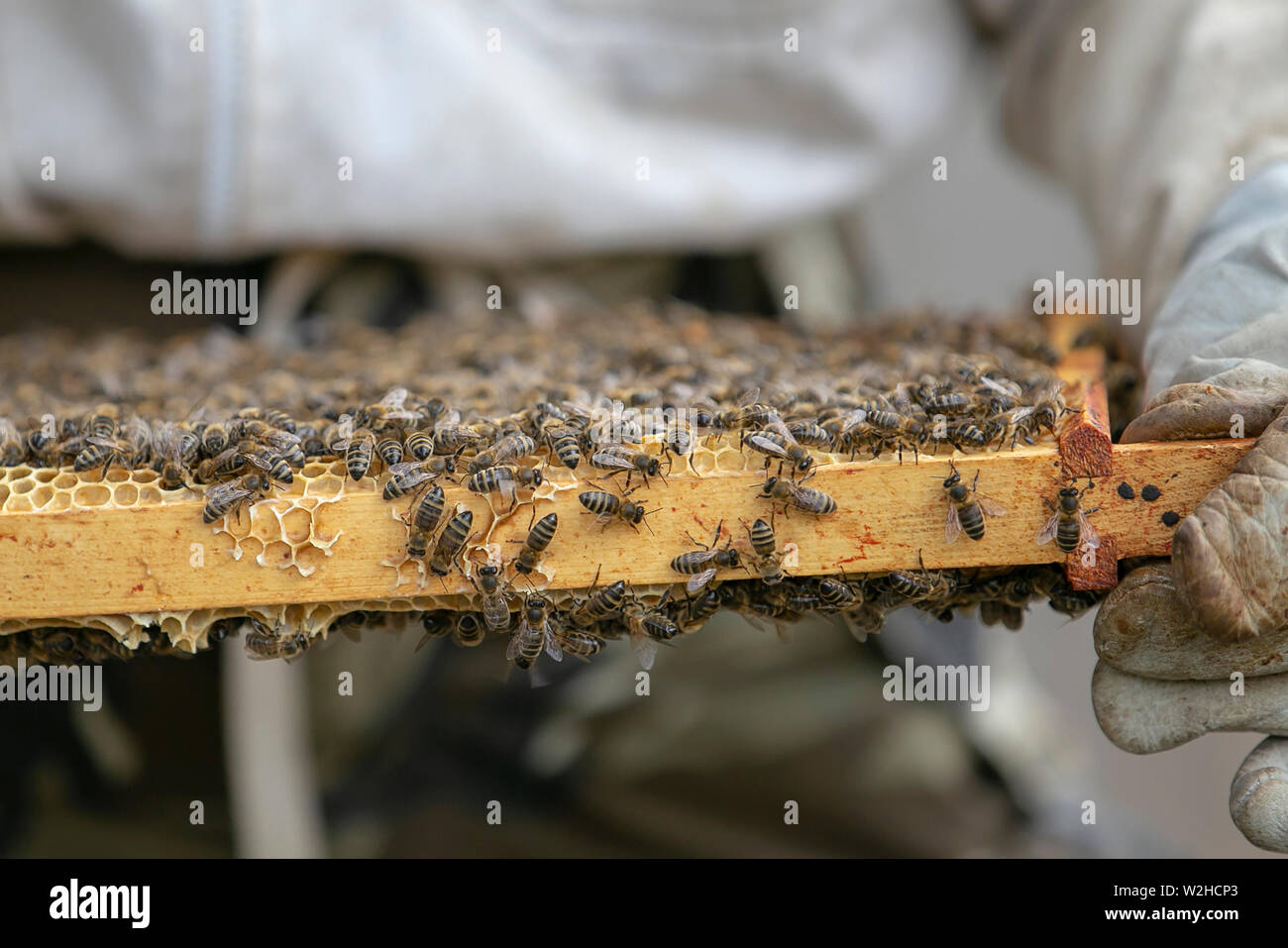 Image of bee farmer hi-res stock photography and images - Alamy